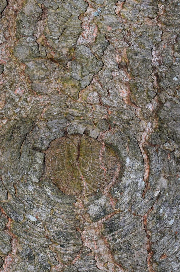Hemlock Tree Bark With Knot Stock Photo - Image of timber, brown: 36857920