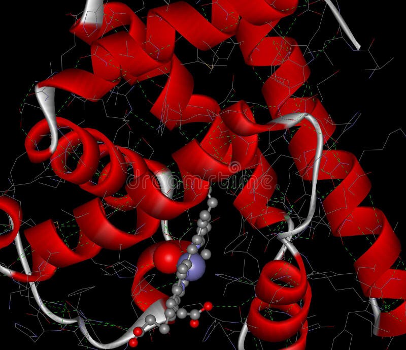 Hemoglobin stock image. Image of model, molecule, structure - 4441267