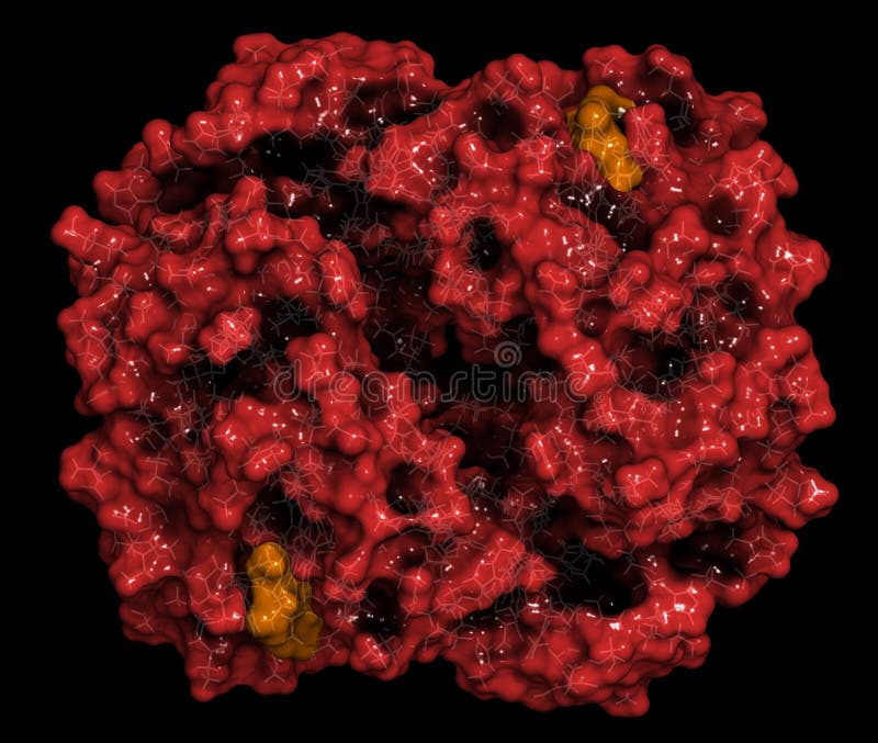Human Hemoglobin 3d Model Stock Illustrations – 117 Human Hemoglobin 3d ...