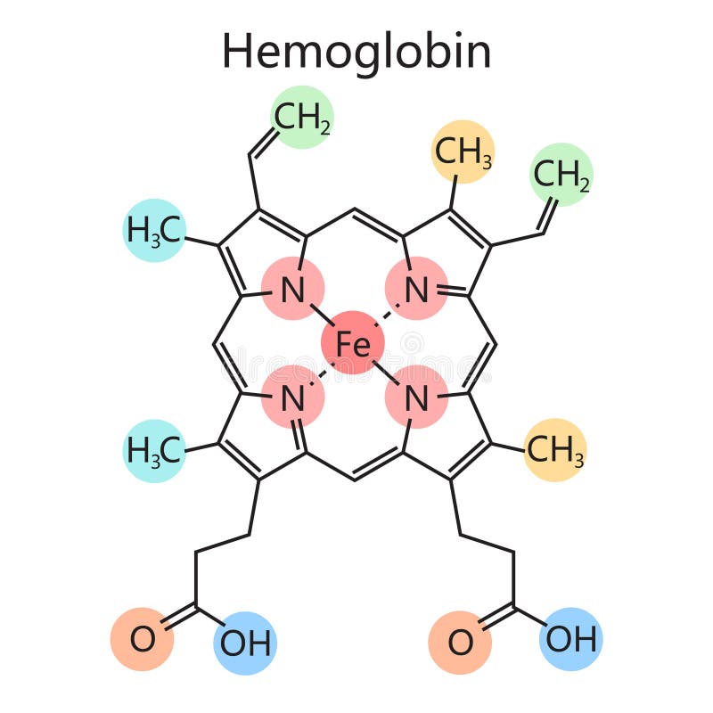 Hemoglobin Molecular Structure Diagram Medical Stock Illustration ...