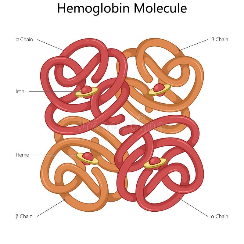 Hemoglobin Molecule Structure Diagram Science Stock Illustration ...