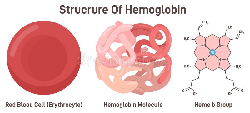 Hemoglobin Iron