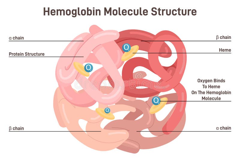 Hemoglobin Molecule Structure. Iron-containing Oxygen-transport ...