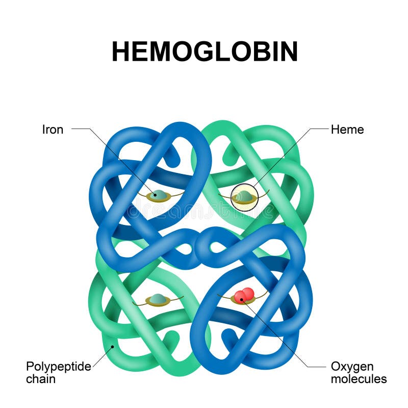 Hemoglobine-hemoglobine-chemische Formule Vector Illustratie ...