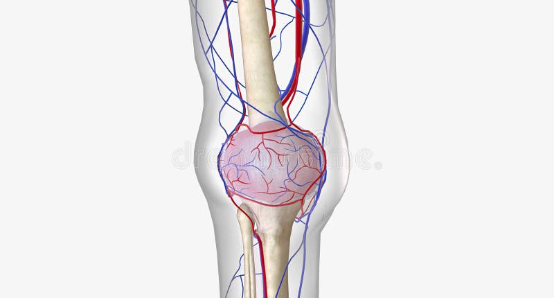 The Hemophilia, Bleeding into Joint Stock Illustration - Illustration ...