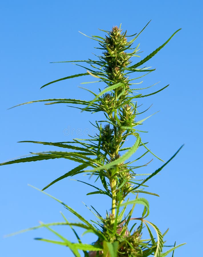 Hemp stock image. Image of plant, summer, copy, sativa - 10914139