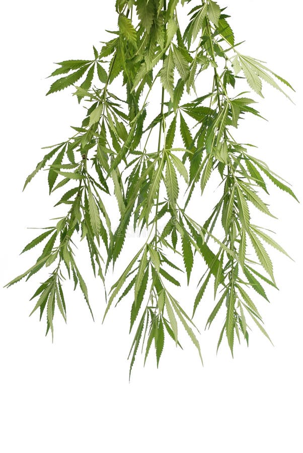 Hemp (cannabis) stock image. Image of marijuana, close - 16692973