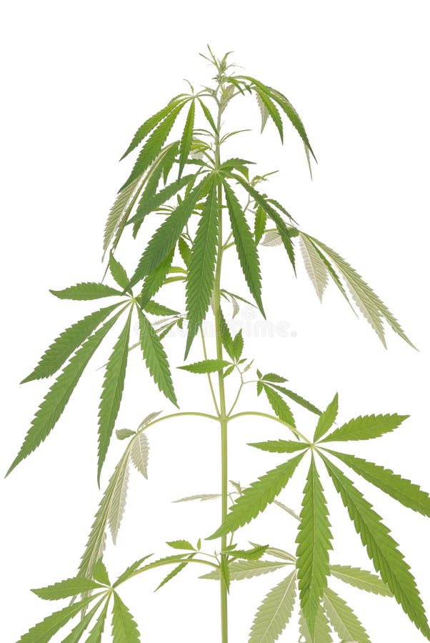 Hemp (cannabis) stock photo. Image of single, hemp, isolated - 47600572