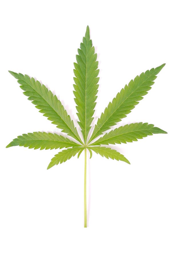 Hemp (cannabis) stock photo. Image of objects, single - 49631392