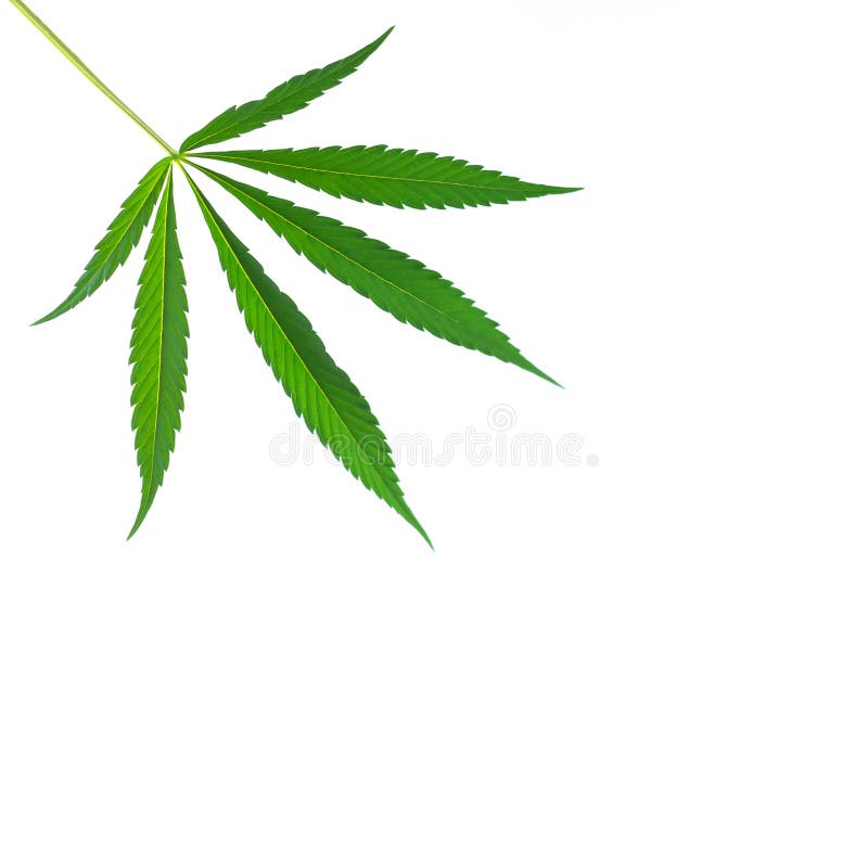 Hemp or Cannabis Marijuana Single Leaf Isolated on White Stock Image ...