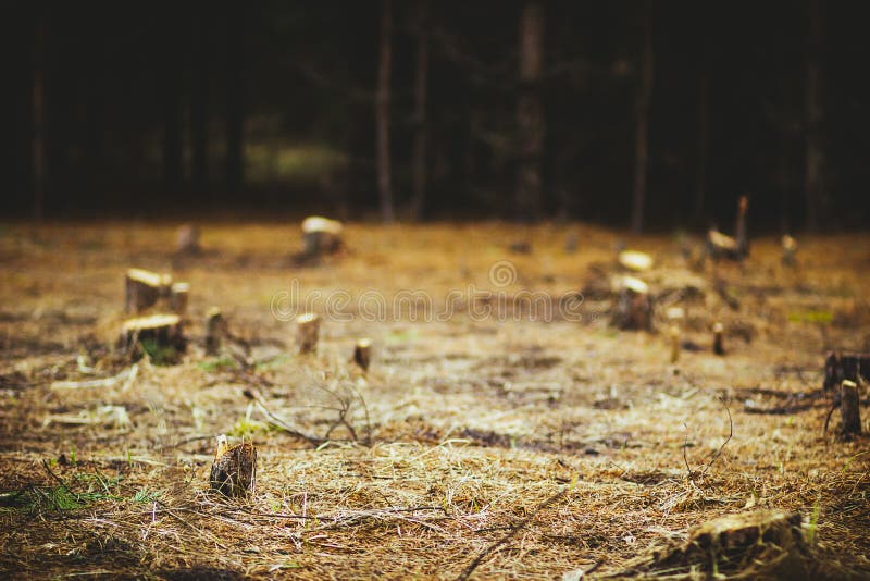 Hemp in a Clearing in the Forest Stock Photo - Image of landscape, tree ...