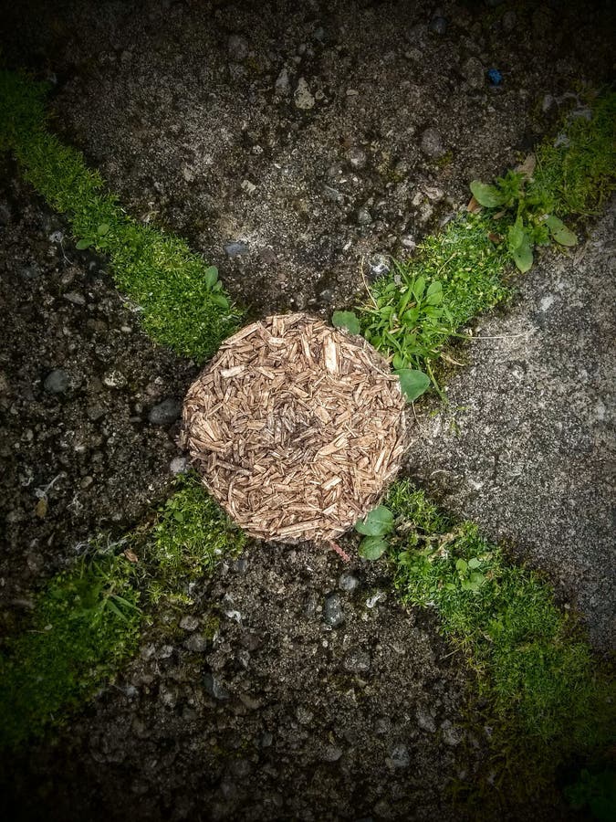 Hemp on concrete wall stock image. Image of background - 249487195