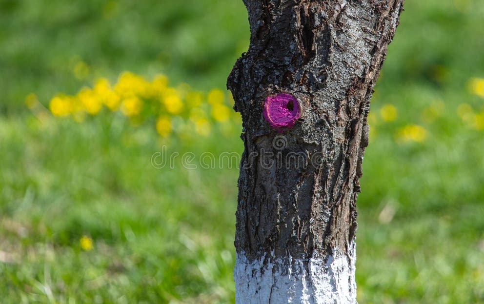 Hemp from Cut Knots on a Tree. Nature in Spring in the Garden Stock ...