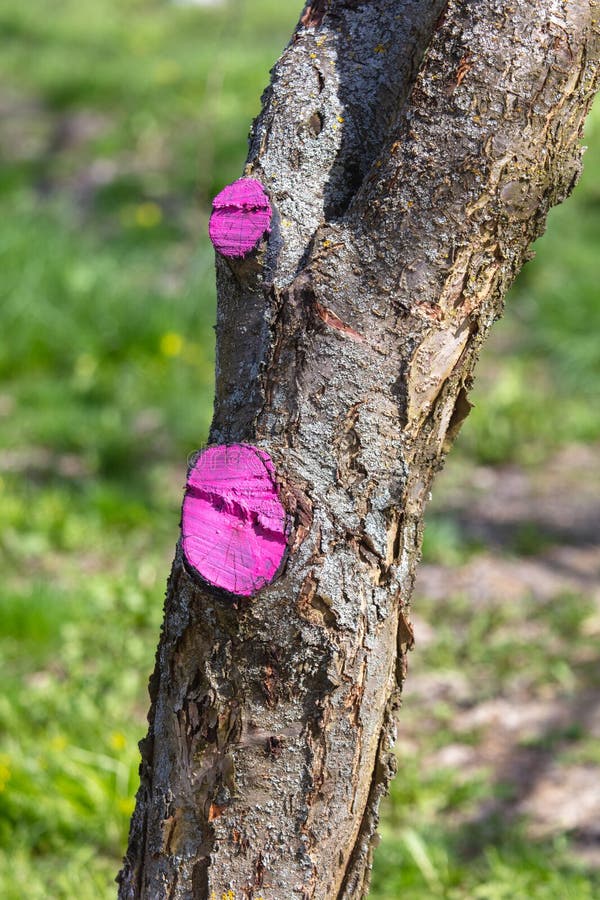 Hemp from Cut Knots on a Tree. Nature in Spring in the Garden Stock ...