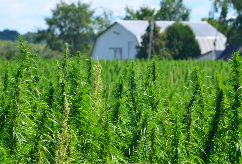 Field Of Hemp Cannabis Sativa Stock Image - Image of drug, leaf: 78221837