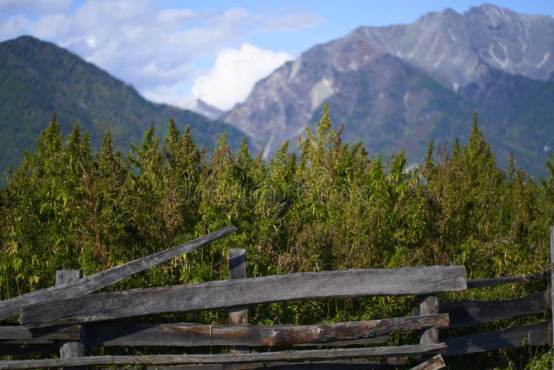 Hemp field stock photo. Image of legal, hemp, background - 158468200