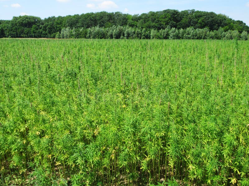 Hemp field stock photo. Image of agricultural, blue, farm - 87316114