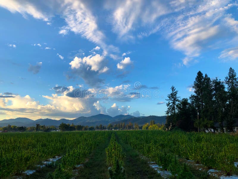Hemp Field in Southern Oregon Stock Image - Image of oregon, growing ...