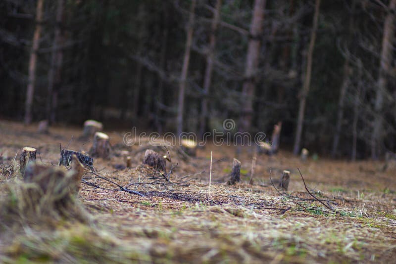 Hemp in a Clearing in the Forest Stock Photo - Image of spring ...