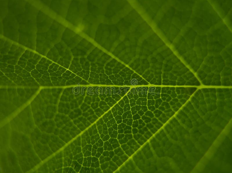 Hemp Leafs Surface Textured Green Background at Extreme Close-up Stock ...