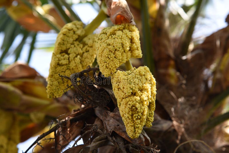 Hemp palm blossoms stock photo. Image of botanical, gardening - 145803664