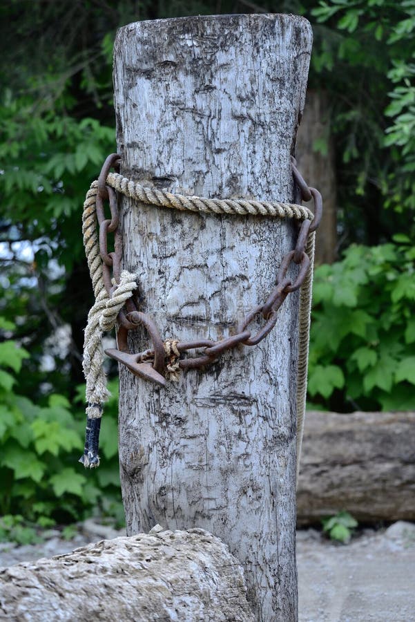 Hemp Rope and Rusty Chain Fastened To a Tree Trunk Stock Image - Image ...