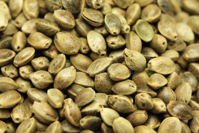 Hemp seed stock photo. Image of fats, bearing, produce - 13137490