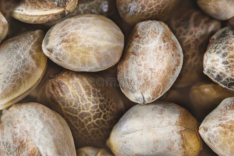 Hemp seeds in macro stock image. Image of health, food - 113503765