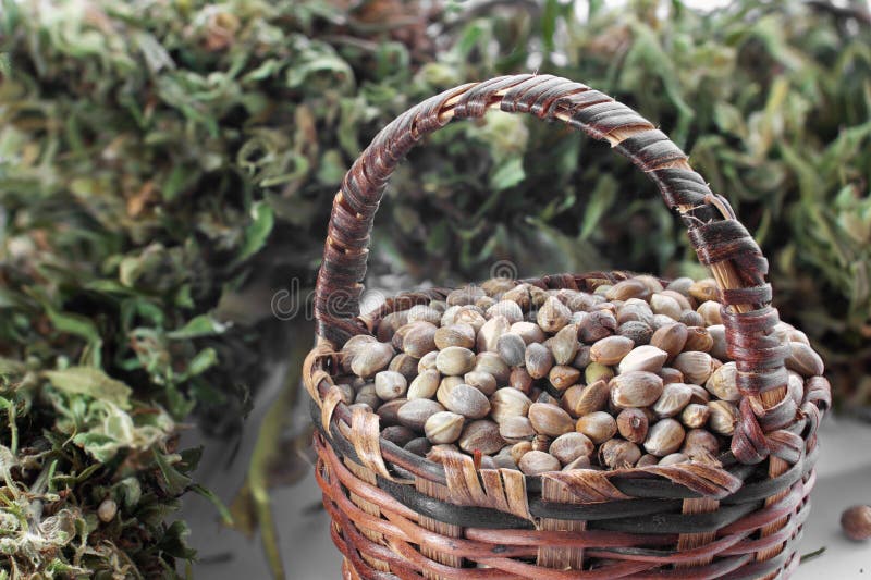 Hemp Seeds in a Small Basket Stock Photo - Image of closeup, cannabis ...
