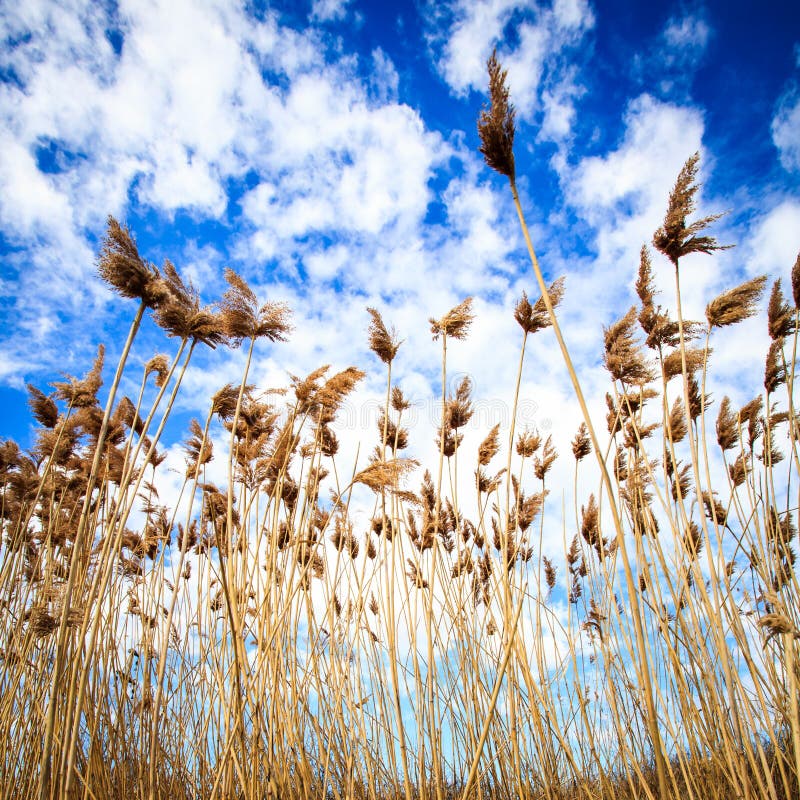 Hemp in sunset on the wind stock image. Image of orange - 53986649