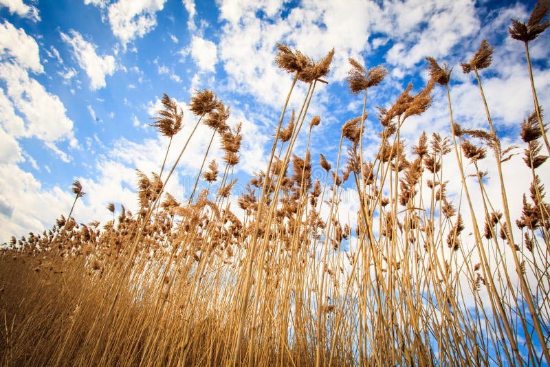 Hemp in sunset on the wind stock photo. Image of people - 53986862