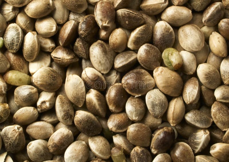 Hempseed clouse-up stock photo. Image of dope, hemp, produce - 3875980