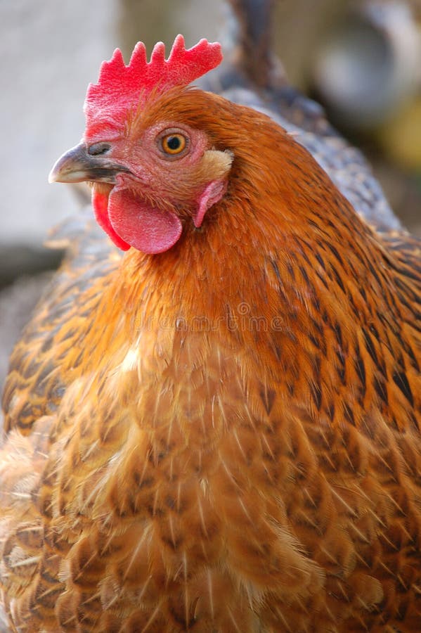 Hen Free Stock Photos & Pictures, Hen Royalty-Free and Public Domain ...
