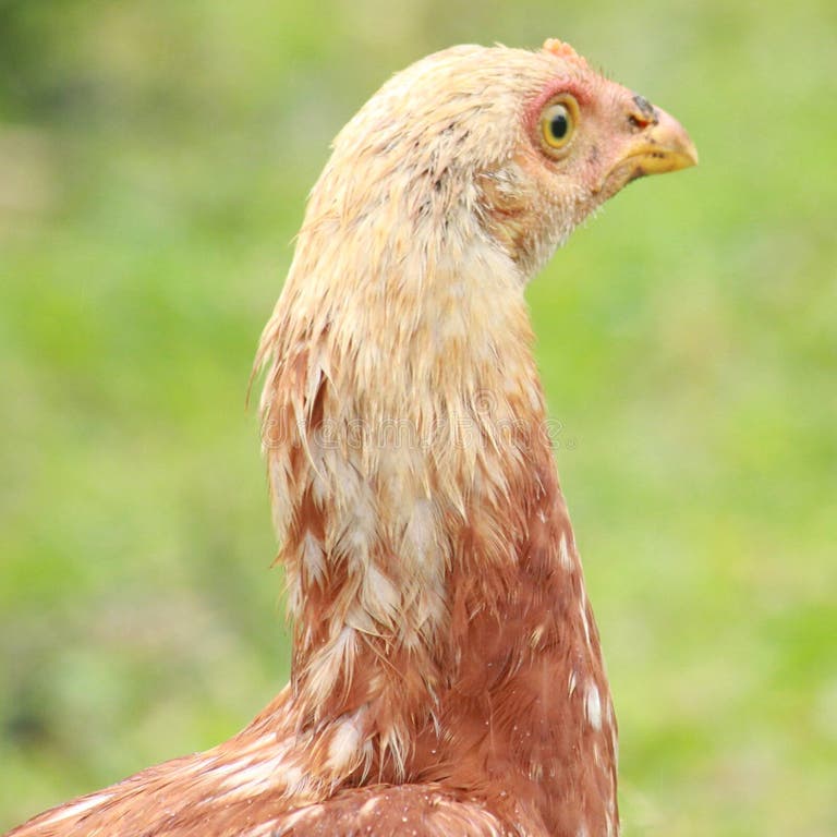 Hen stock photo. Image of longneck, nature, neck, bees - 121706406