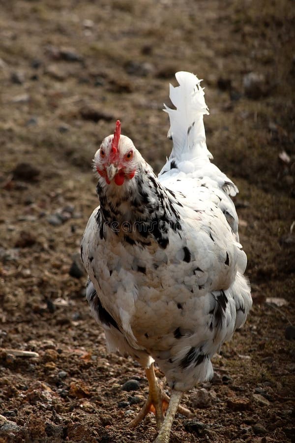 Hen stock image. Image of farm, alive, full, hostess - 14921033