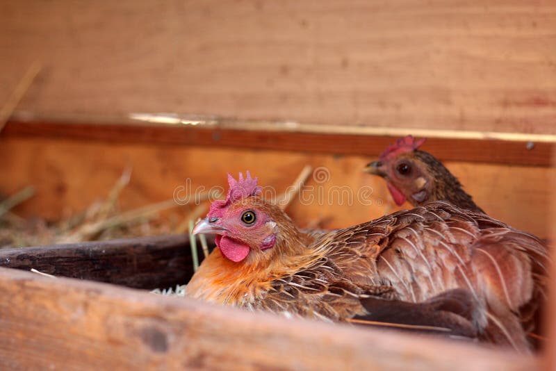 Hen stock photo. Image of food, animal, eggs, raising - 16081084