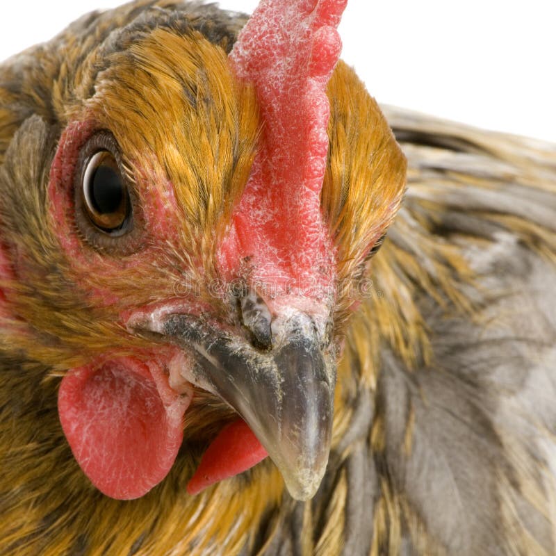 Hen stock photo. Image of alive, breeding, body, fence - 568440