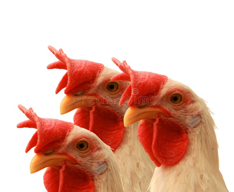 Hen stock image. Image of fauna, closeup, chicken, farm - 29319427