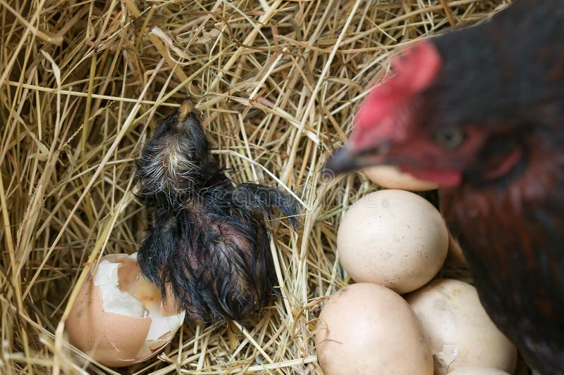 Baby Chicken Just Born Stock Images - Download 108 Royalty Free Photos