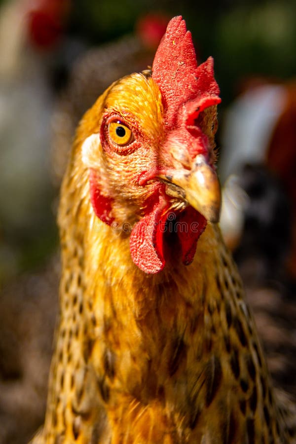 Hen stock photo. Image of nature, golden, hour, animal - 255695284