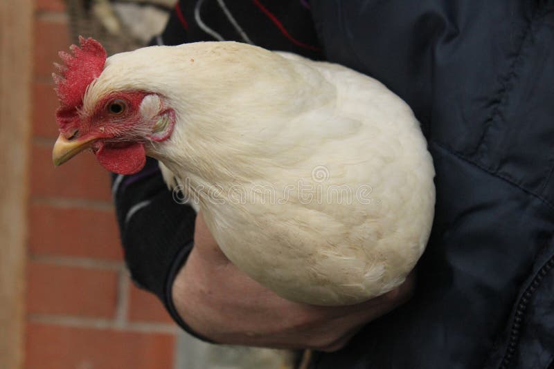 Hen in the arms of a man stock image. Image of hand, animal - 69213717