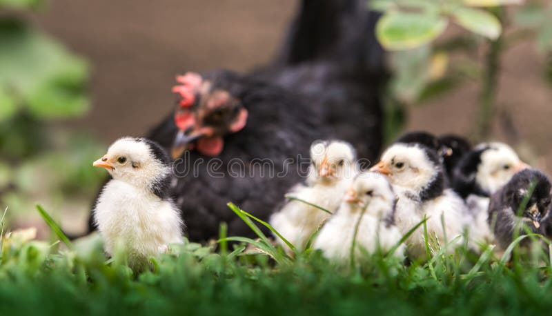Hen with baby chicken stock photo. Image of chick, farm - 126224274