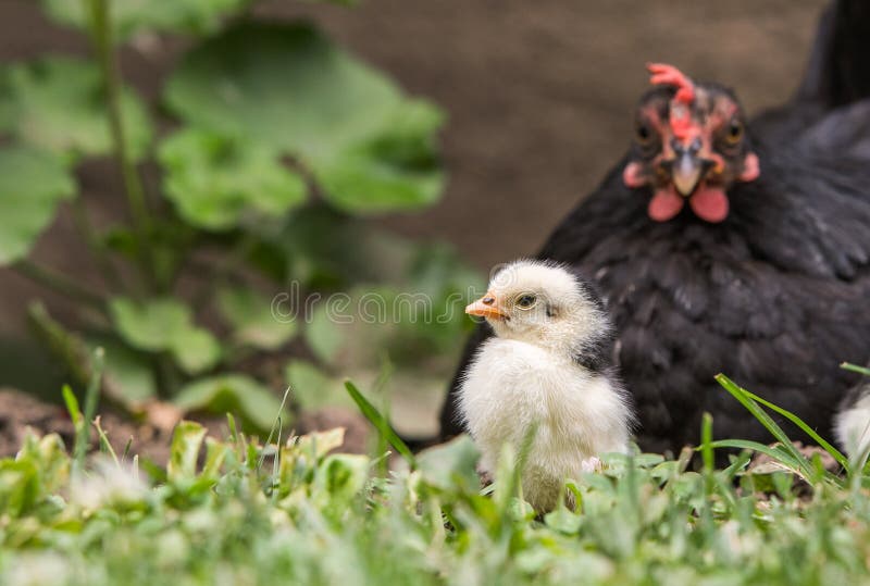 Hen With Baby Chickens Hiding Under Its Wings, Stock Photo - Image of ...
