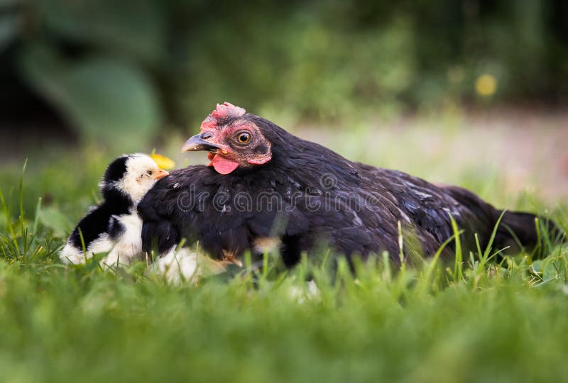 Hen Hiding Wing Stock Photos - Free & Royalty-Free Stock Photos from ...