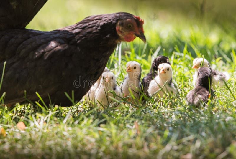 Hen with baby chickens stock image. Image of domestic - 125728579