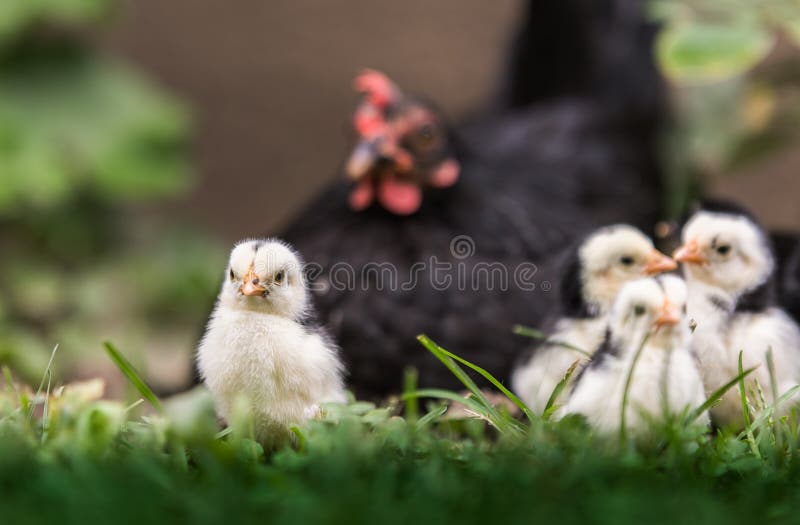 Hen with baby chicken stock image. Image of baby, domestic - 126224277