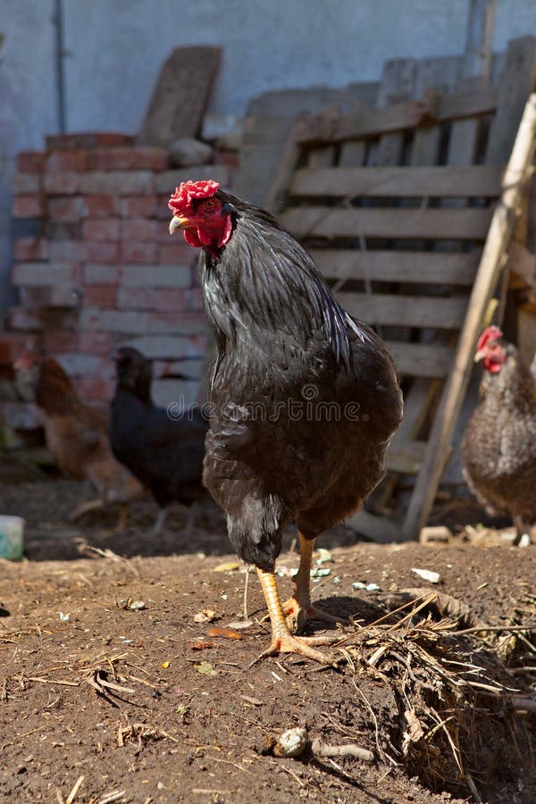 Hen in back garden stock photo. Image of garden, harvesting - 52827818