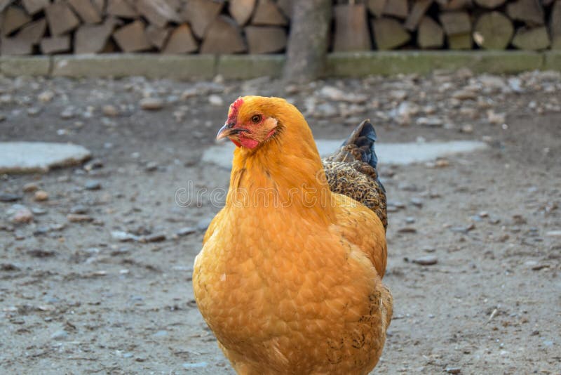 Curious Hen Camera Backyard Stock Photos - Free & Royalty-Free Stock ...