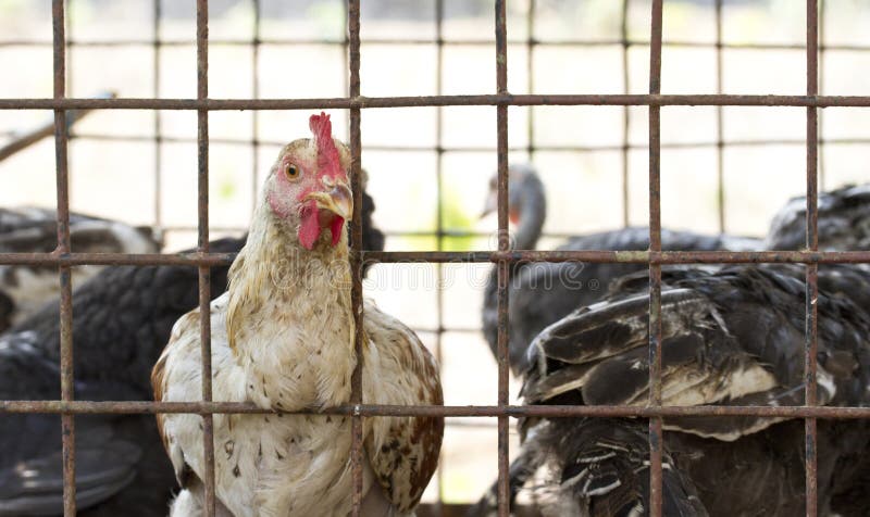 Hen behind the cage stock photo. Image of fair, agricultural - 40225942
