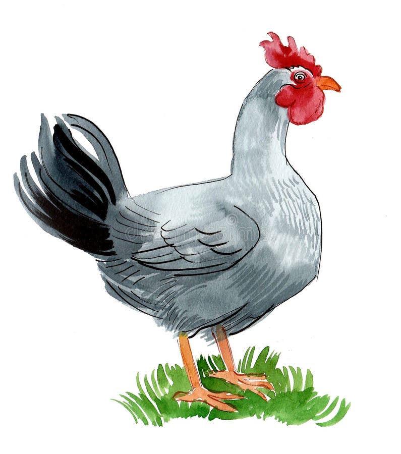 Hen bird stock illustration. Illustration of breeding - 359375140